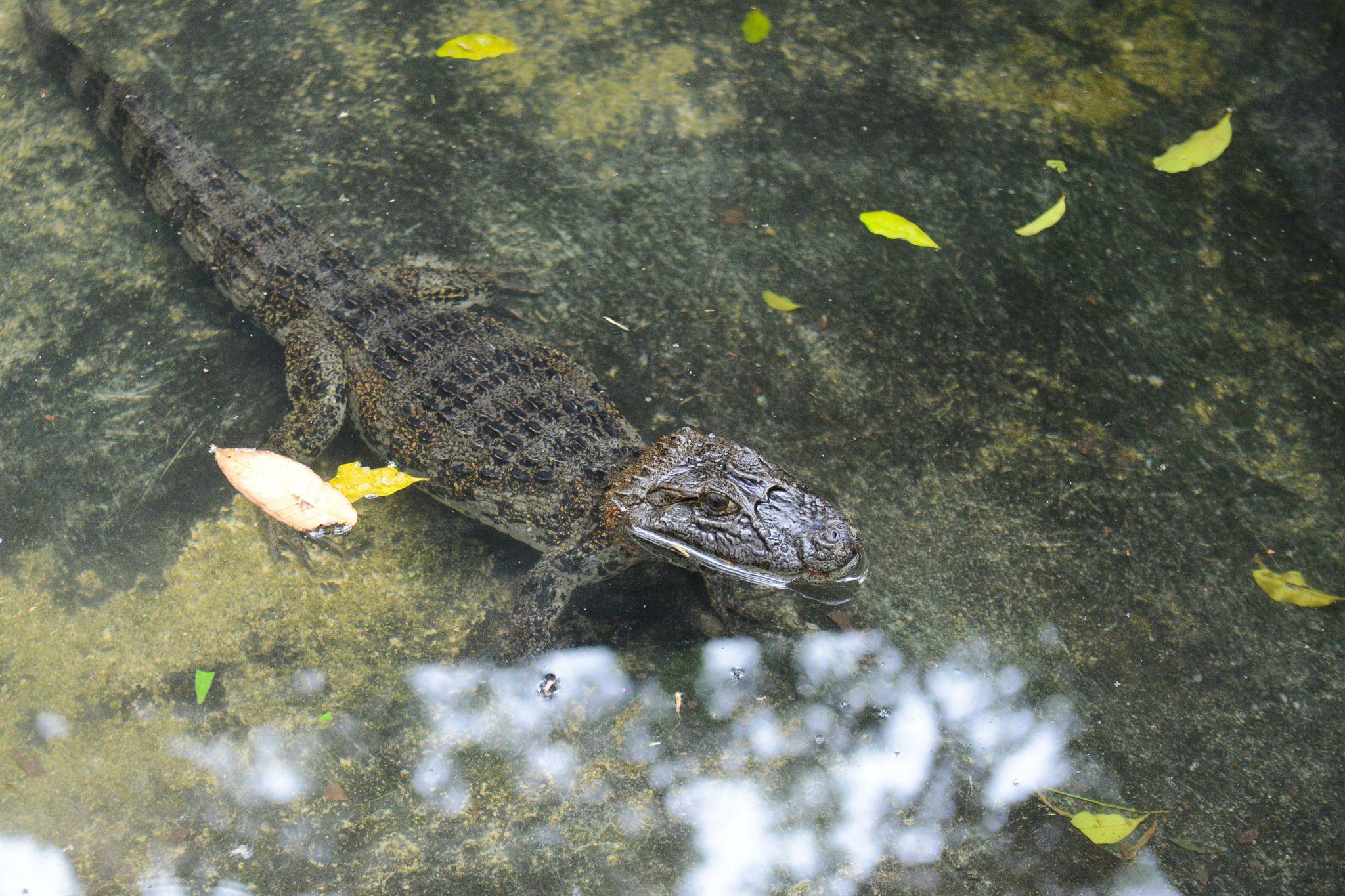 Zoo de São Bernardo acolhe novo jacaré de papo amarelo - Revista Unick