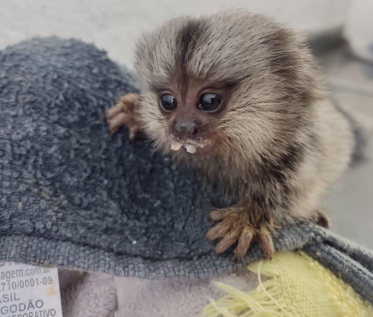 Filhote de Sagui é encontrado em Ribeirão Pires - Revista Unick
