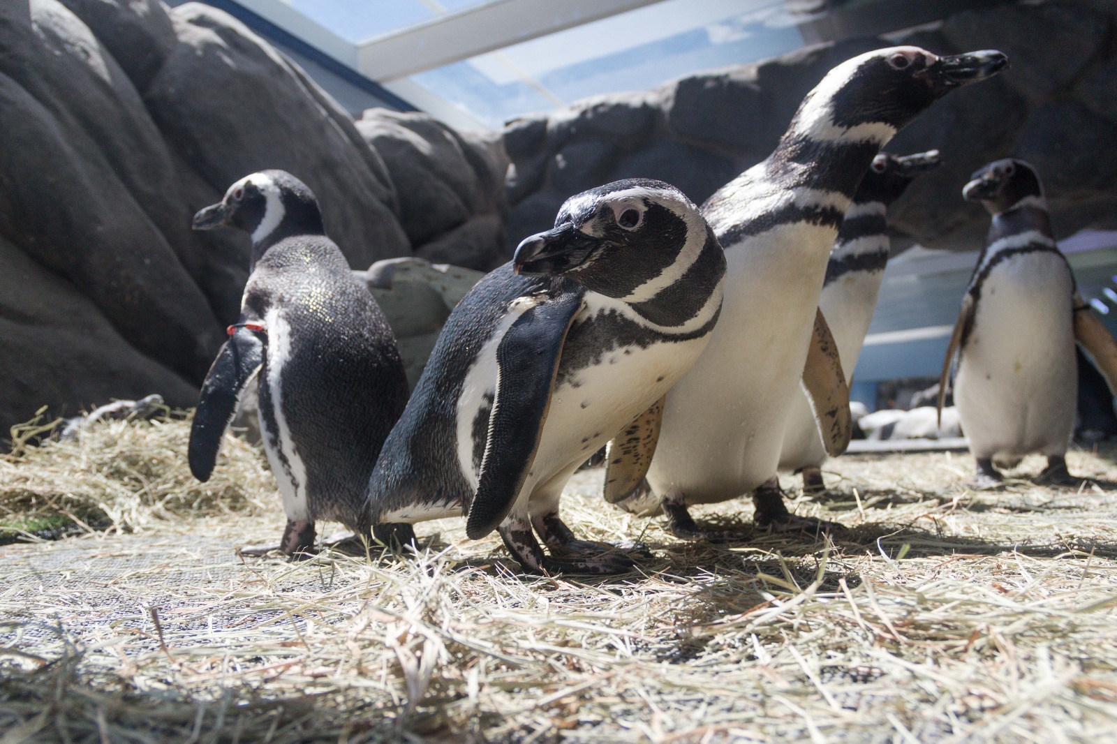 Programação de férias na Sabina começa nesta quinta-feira com diversas ...